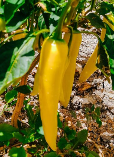 Pepper, Bell - Marconi Golden Sweet Pepper, or Golden Treasures | Bear ...