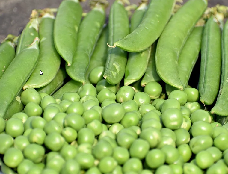 Pea - Little Marvel (Heirloom) | Bear Mountain Seed Company