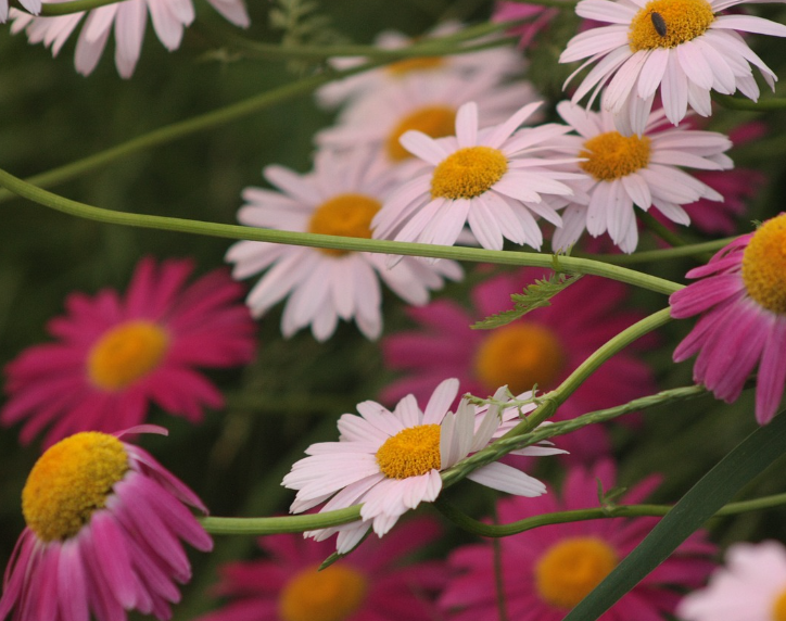 Daisy - Painted Daisies | Bear Mountain Seed Company