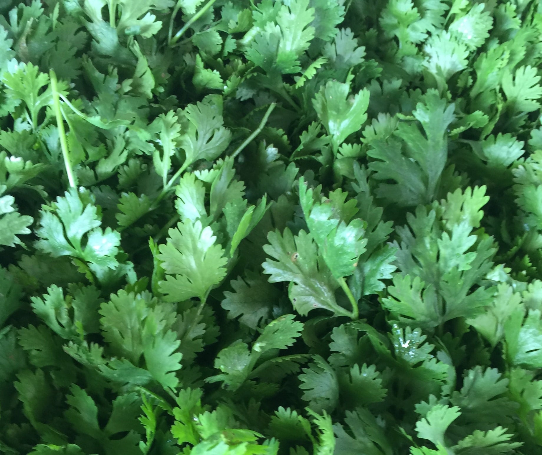 Cilantro - Coriander (Heirloom) | Bear Mountain Seed Company