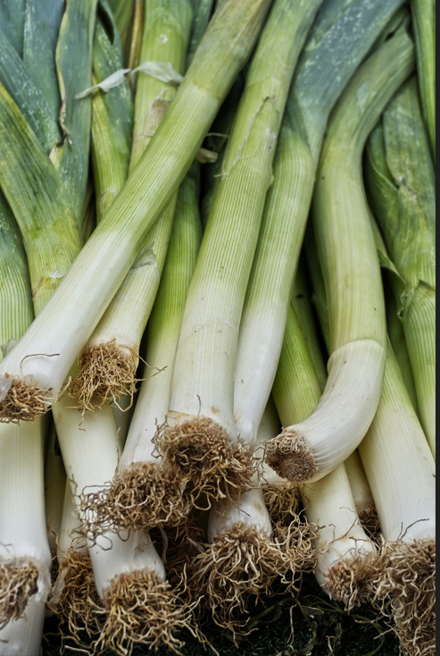 Onion - Evergreen White Nebuka Bunching Onion - Heirloom | Bear ...