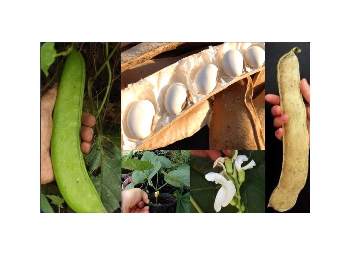 Bean - Sword Bean (Shironata Mame, White Flower Bean) | Bear Mountain ...