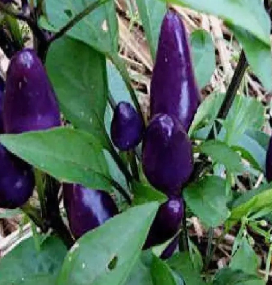 Pepper - Purple Tiger (Hot) - (Heirloom) | Bear Mountain Seed Company