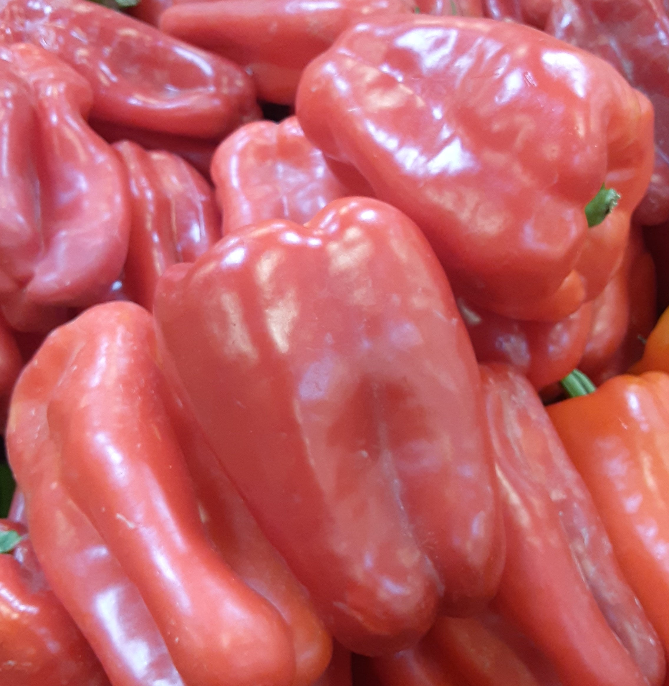 Pepper - Big Red Bell Pepper - Sweet - (Heirloom) | Bear Mountain Seed ...
