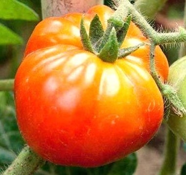 Tomato - Old German Large Slicing | Bear Mountain Seed Company