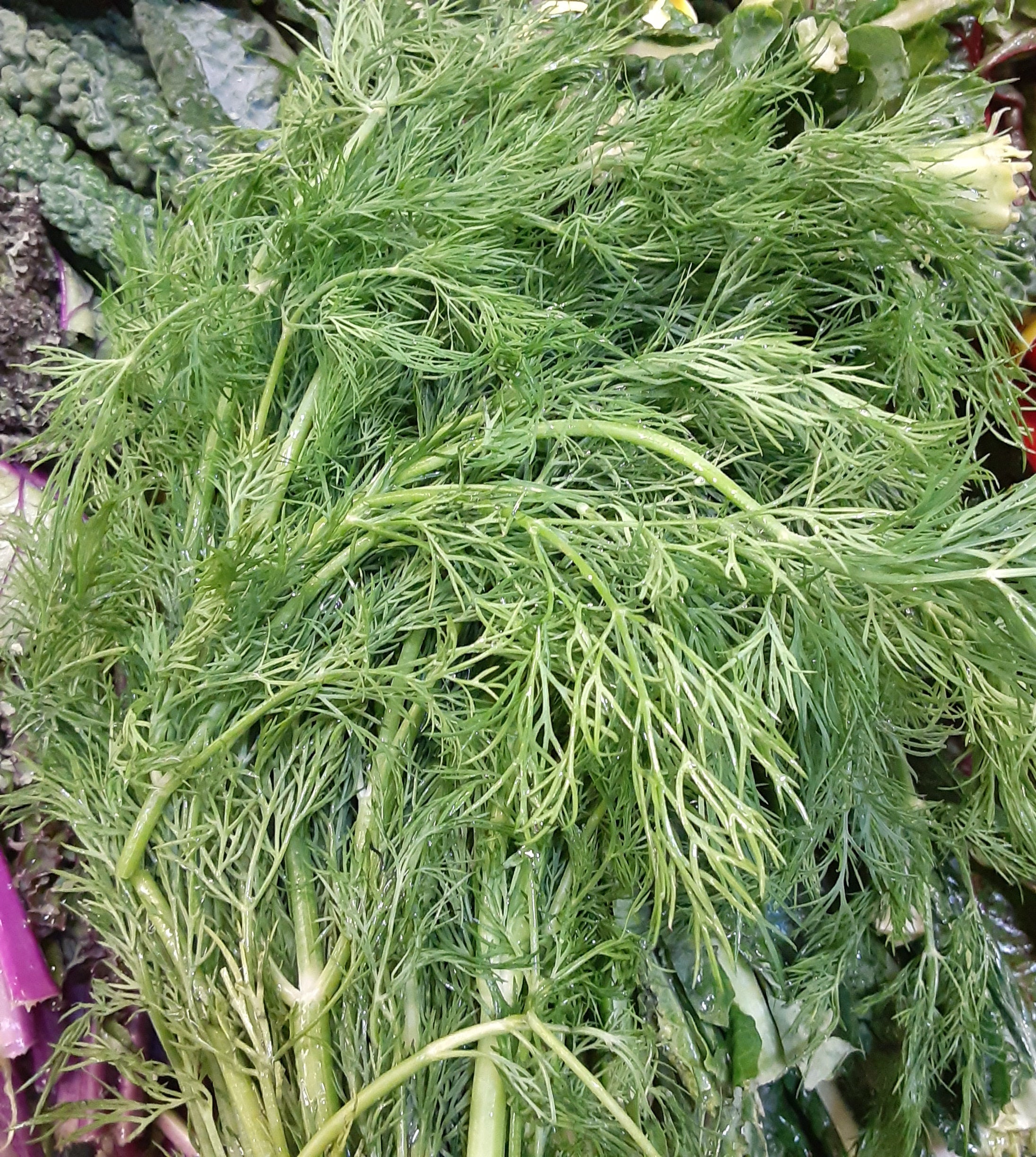 Dill - Mammoth Long Island Dill (Heirloom) | Bear Mountain Seed Company